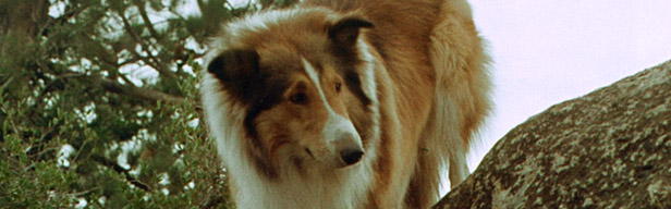 ANIXE | Lassie - Ein morgen im Wald