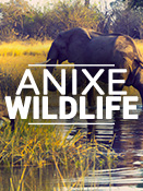 ANIXE | TV Programm, Videos und Infos zu allen Sendungen